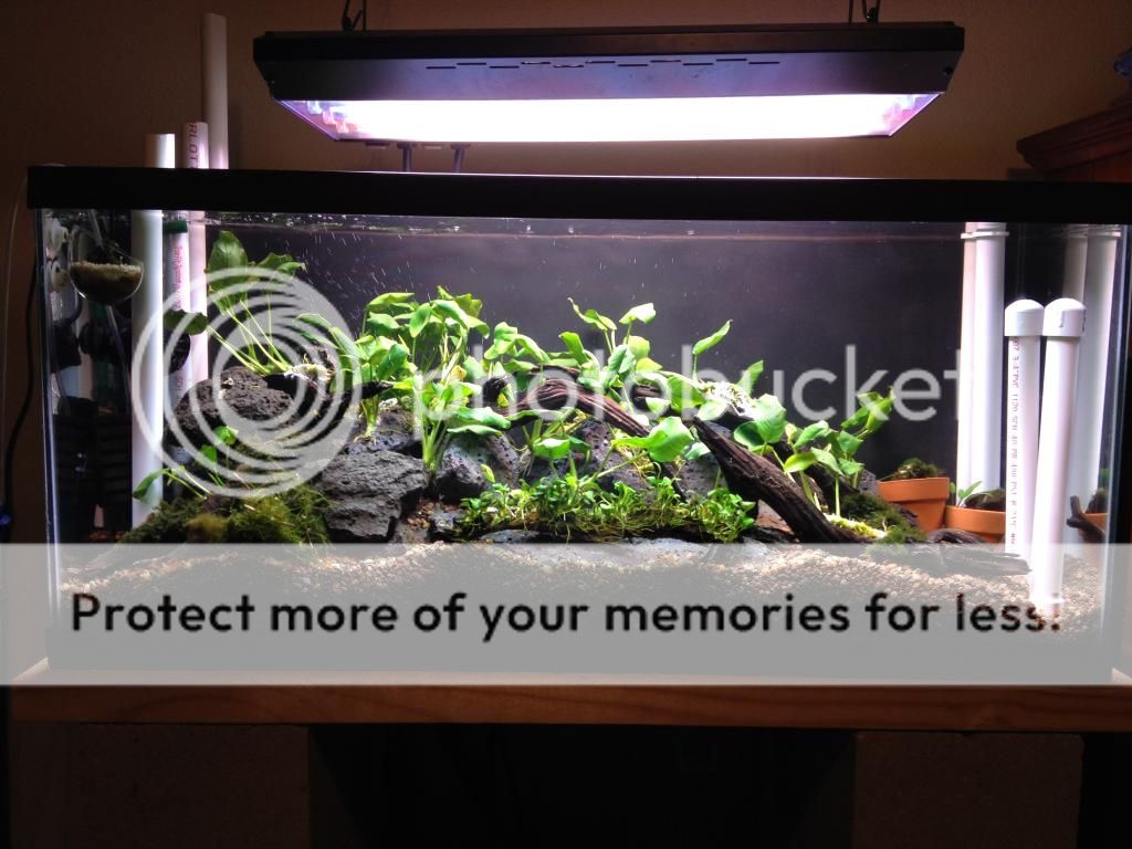 大河 Stiphodon Hillstream 3ft Tank | The Planted Tank Forum