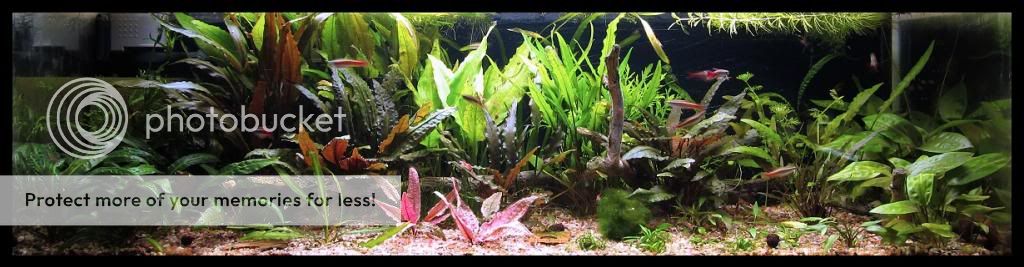 Crypt only tank | The Planted Tank Forum